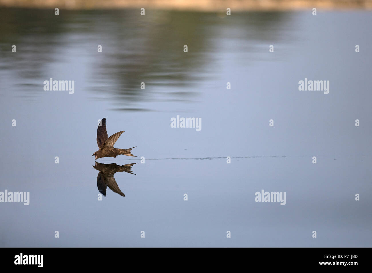Common Swift (Apus apus Stock Photo - Alamy