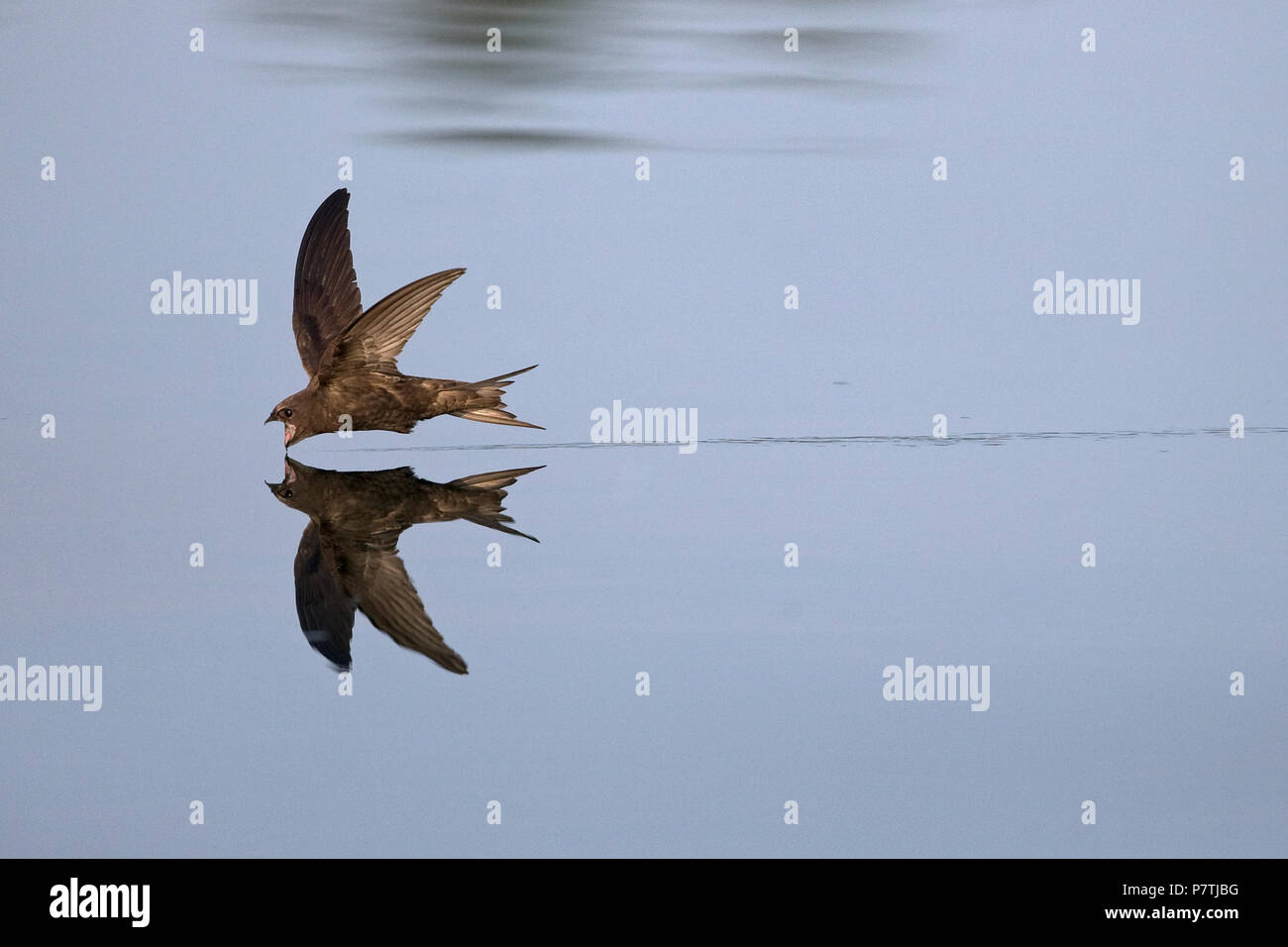 Common Swift (Apus apus Stock Photo - Alamy