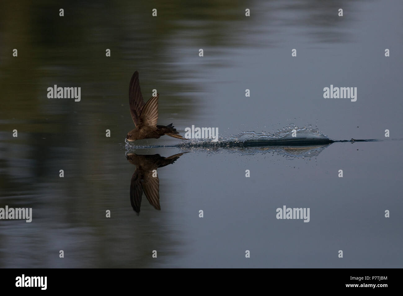 Common Swift (Apus apus Stock Photo - Alamy