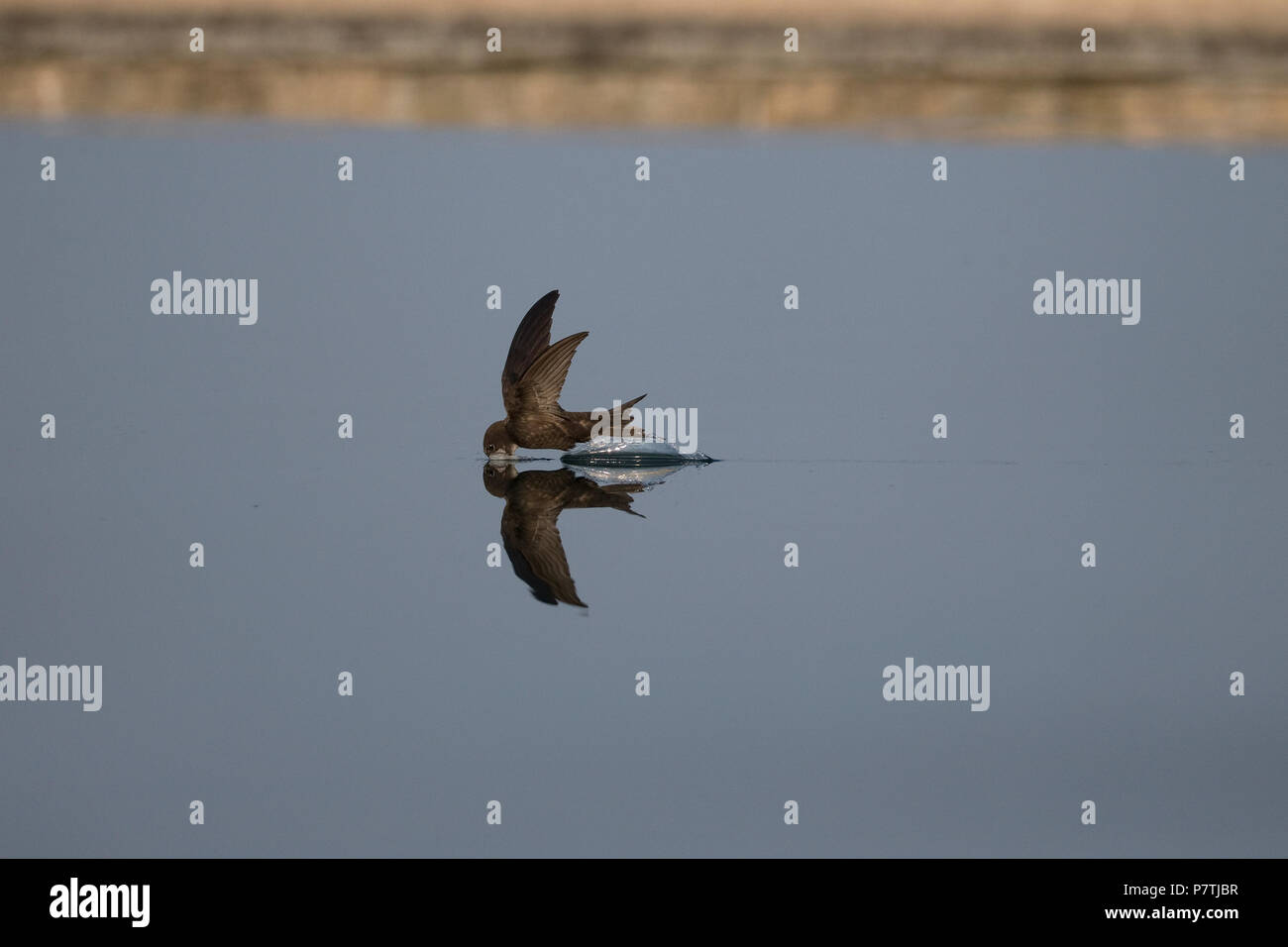Common Swift (Apus apus Stock Photo - Alamy