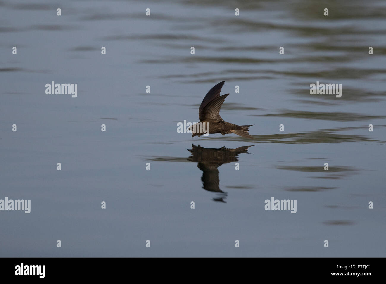 Common Swift (Apus apus Stock Photo - Alamy