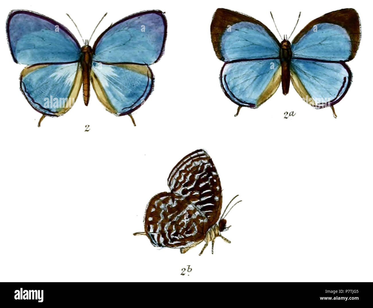 25 ArhopalaAlbopunctata 683 2 Knight Stock Photo - Alamy