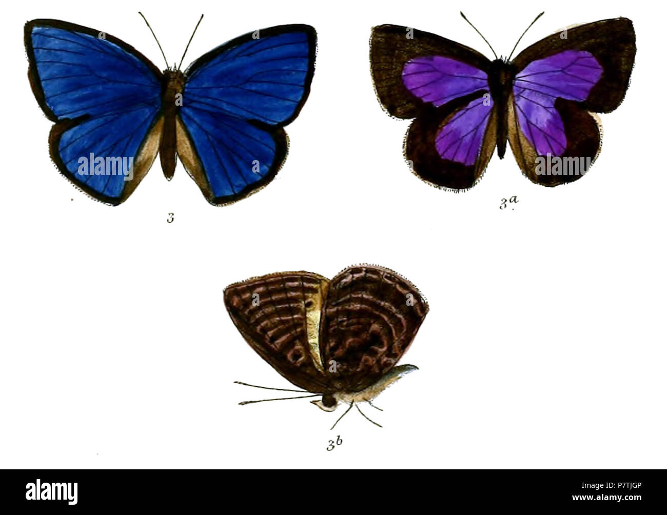 693 מהרץ חיות Cut Out Stock Images & Pictures - Alamy