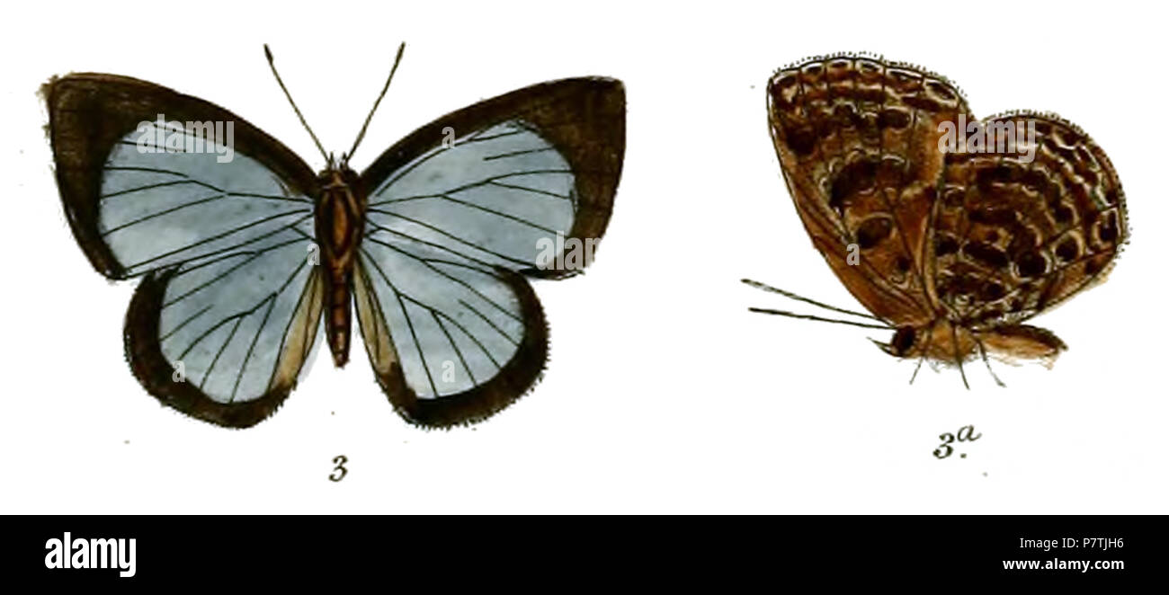 Belphoebe hi-res stock photography and images - Alamy