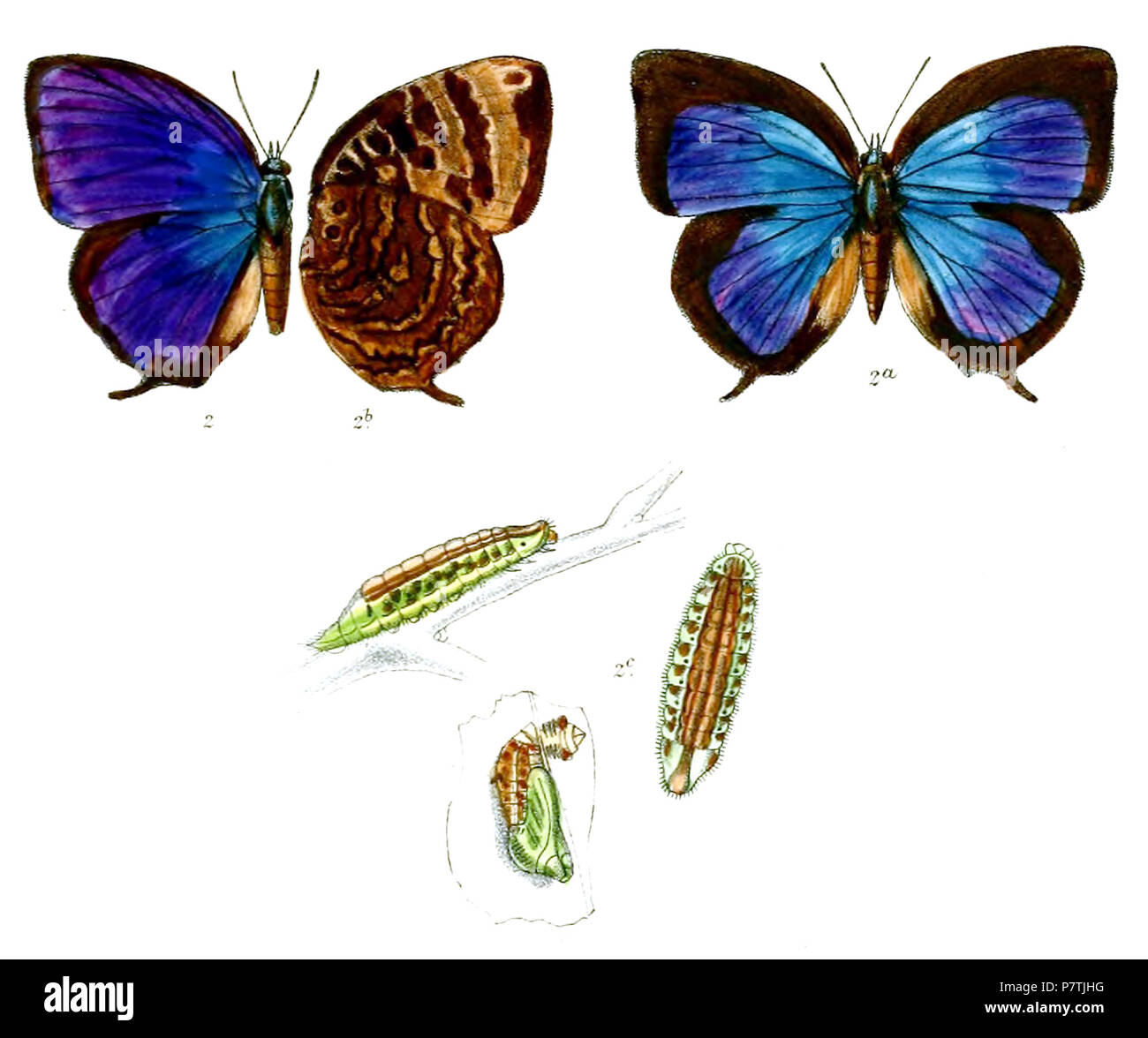 26 ArhopalaCoruscans 673 2 Knight Stock Photo - Alamy