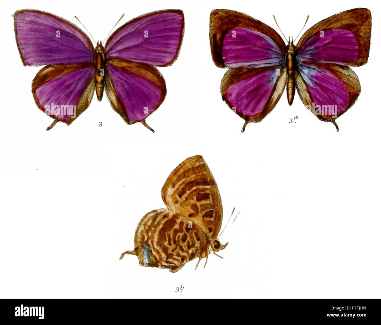 Insects 3 Cut Out Stock Images & Pictures - Alamy