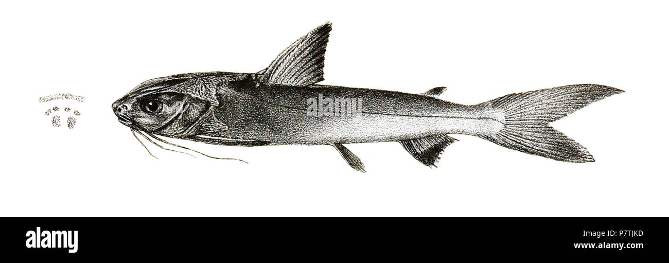 Netuma thalassina hi-res stock photography and images - Alamy