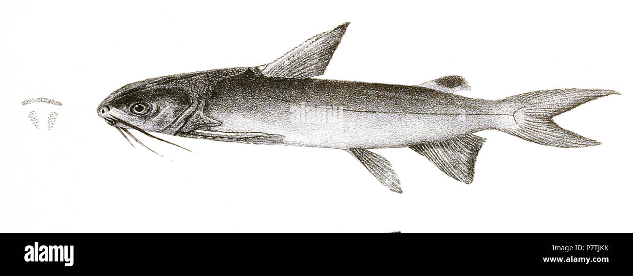 The species names / identity need verification. The original plates ...