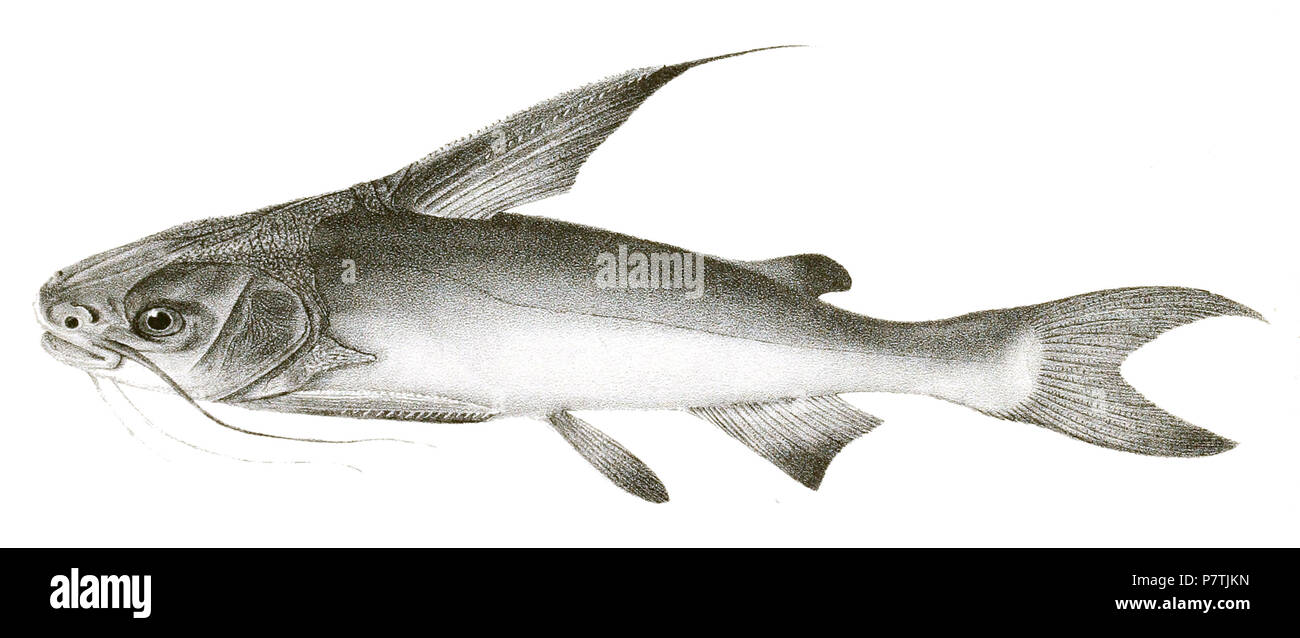 Nenga Cut Out Stock Images & Pictures - Alamy