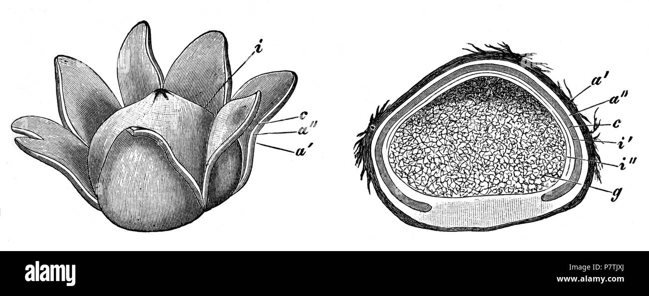 English: Figure caption: Astraeus hygrometricus. (left) Mature ...