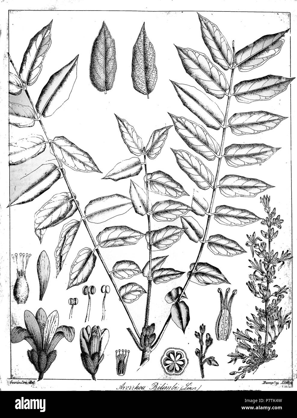 Bilimbi tree Black and White Stock Photos & Images - Alamy