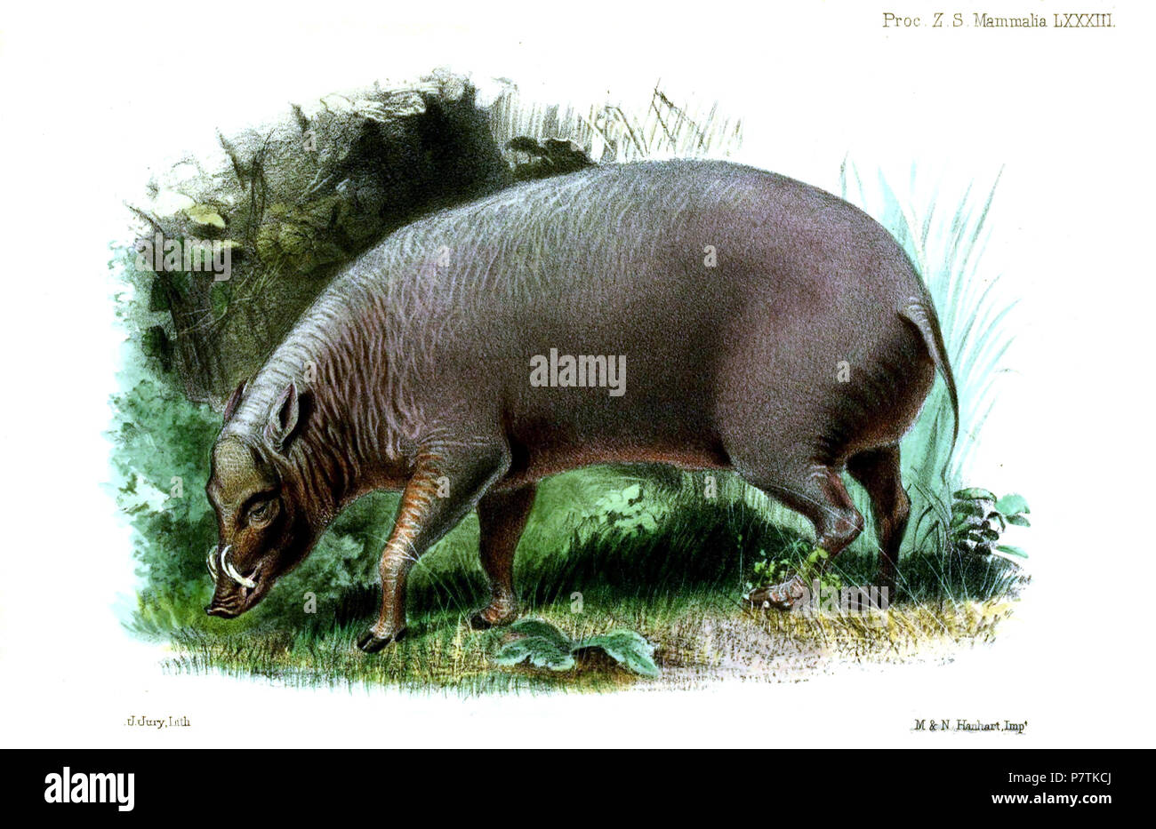North sulawesi babirusa babyrousa celebensis Cut Out Stock Images ...