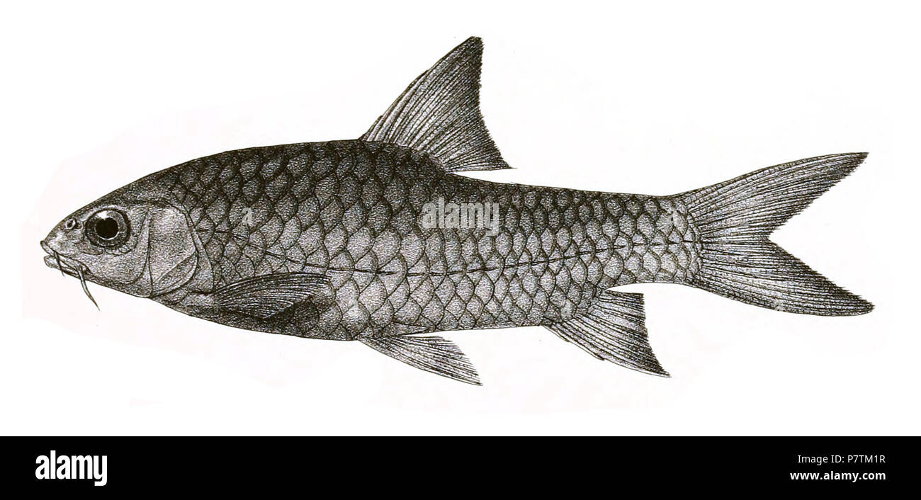 Barbodes carnaticus syn. Barbus carnaticus The species names / identity ...