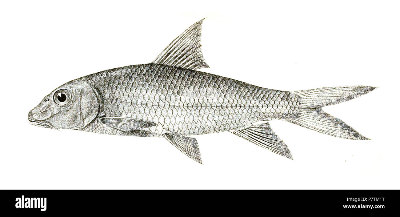 The species names / identity need verification - original names from ...
