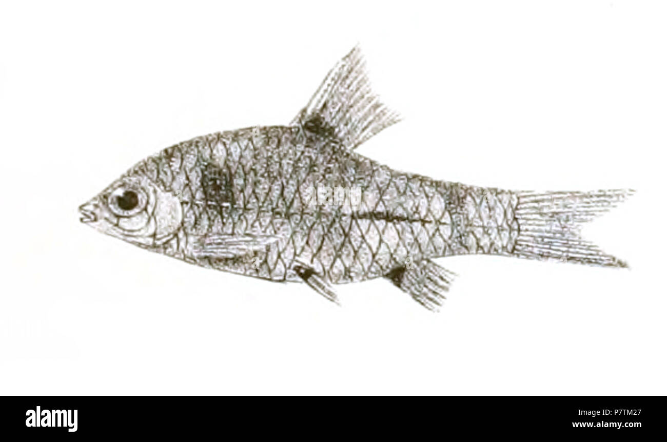 Species identification image Cut Out Stock Images & Pictures - Alamy