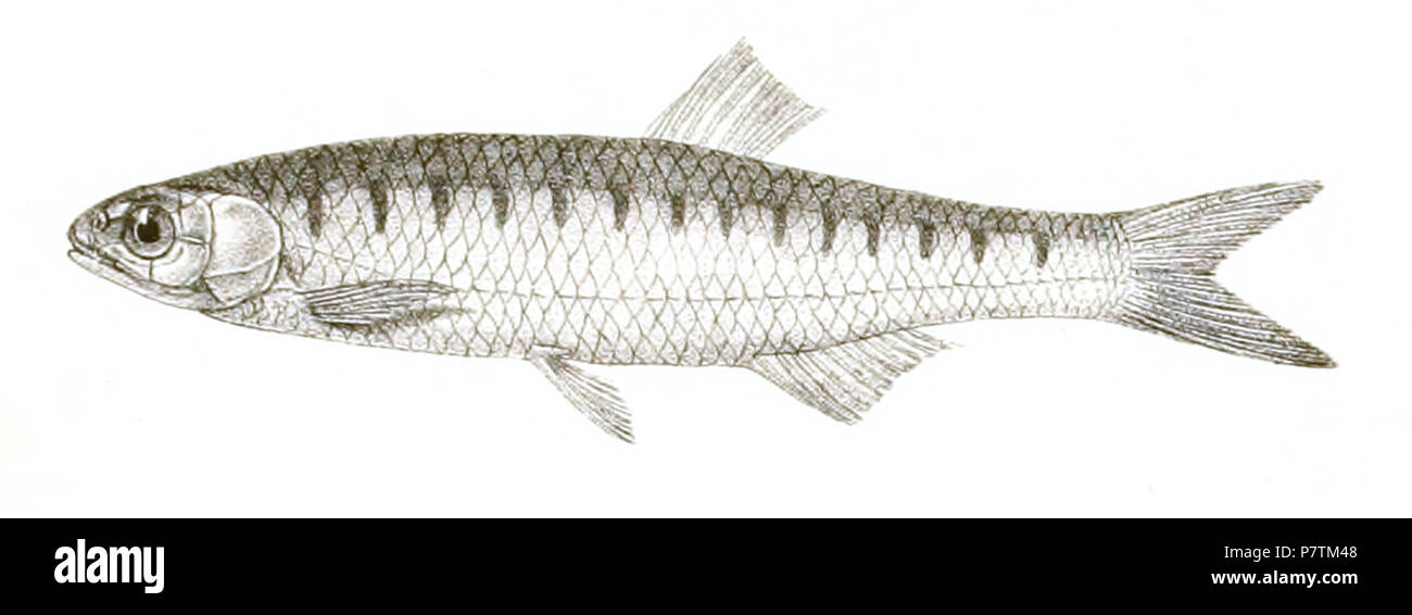 The species names / identity need verification - original names from ...