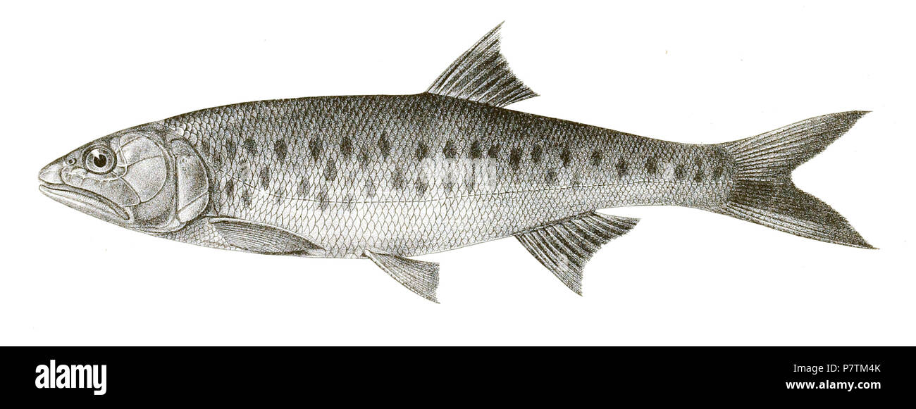 Barilius hi-res stock photography and images - Alamy