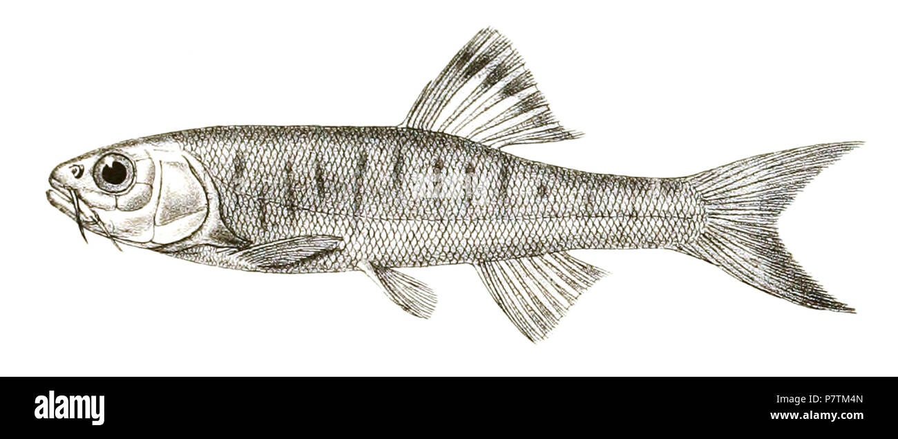 Barilius hi-res stock photography and images - Alamy