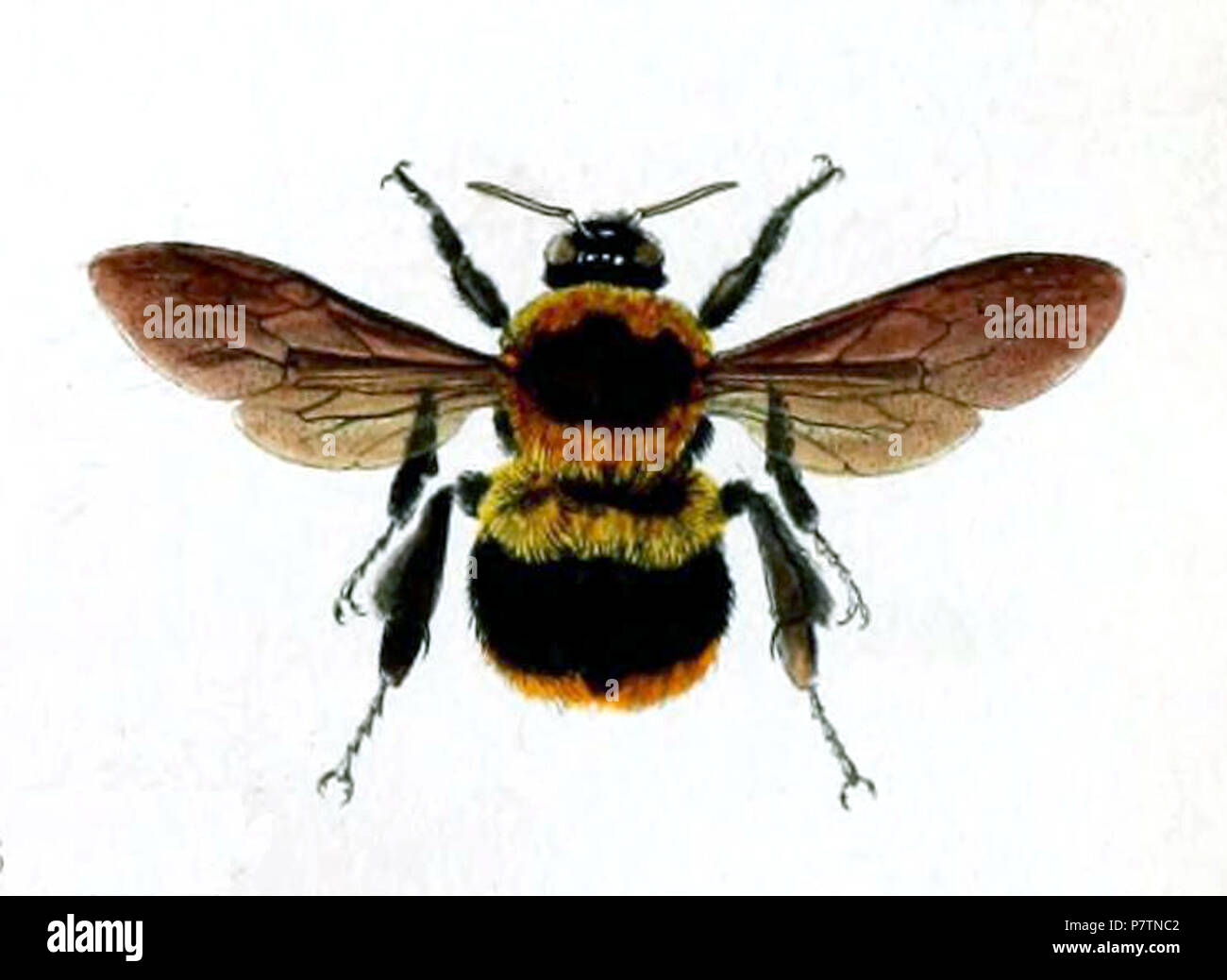Impetuosus smith hi-res stock photography and images - Alamy