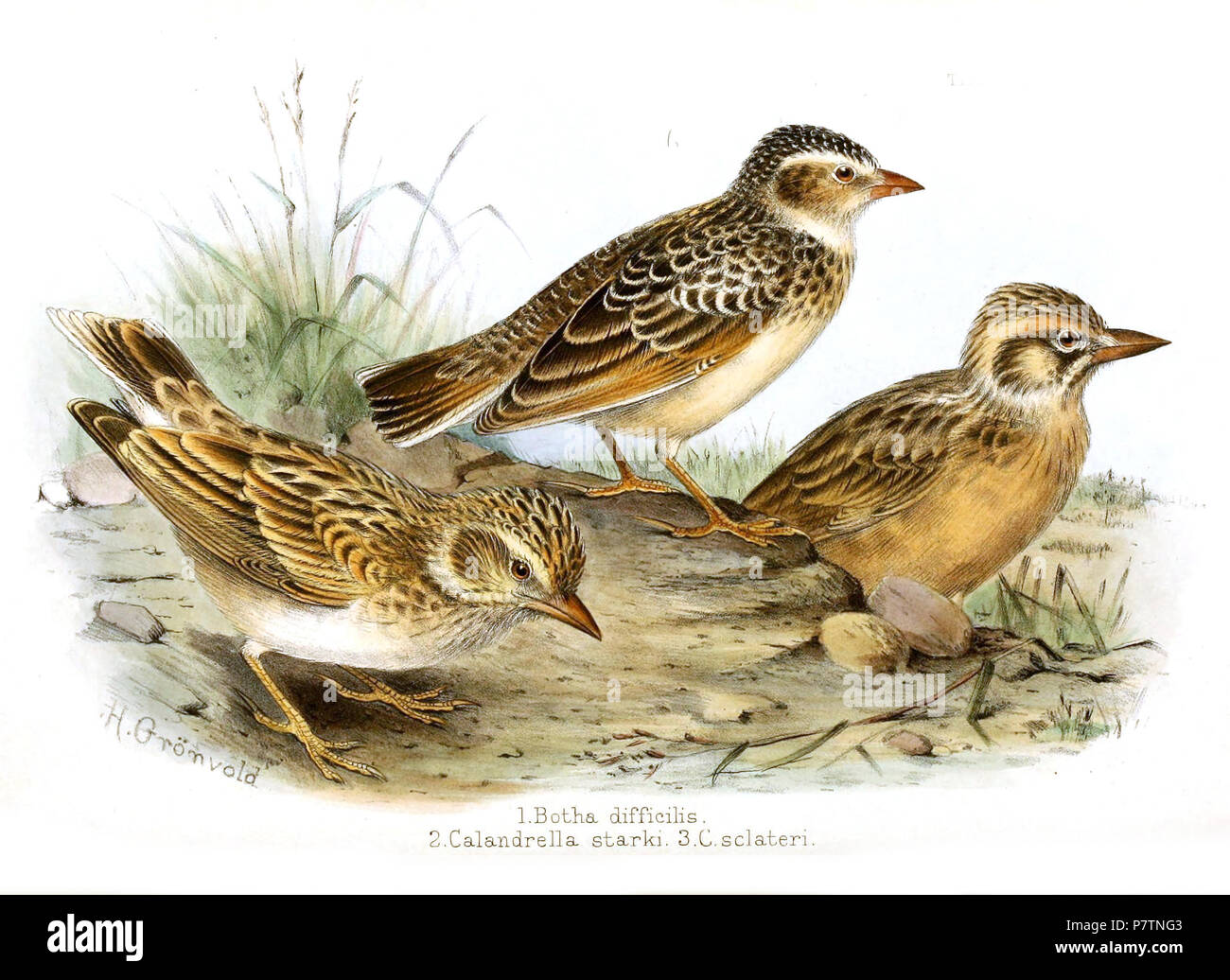 Juvenile pl Cut Out Stock Images & Pictures - Alamy