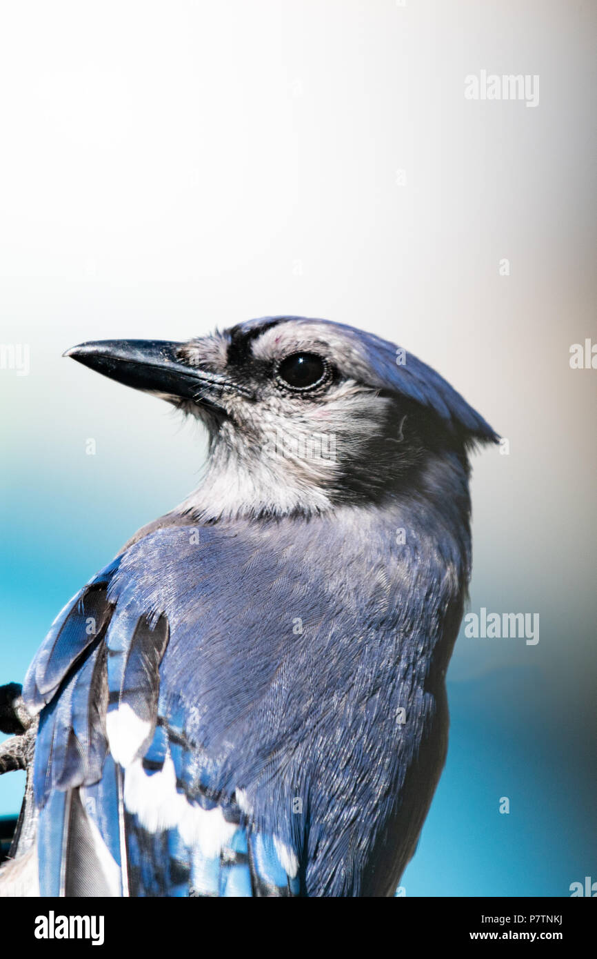 Birds in nature Stock Photo - Alamy