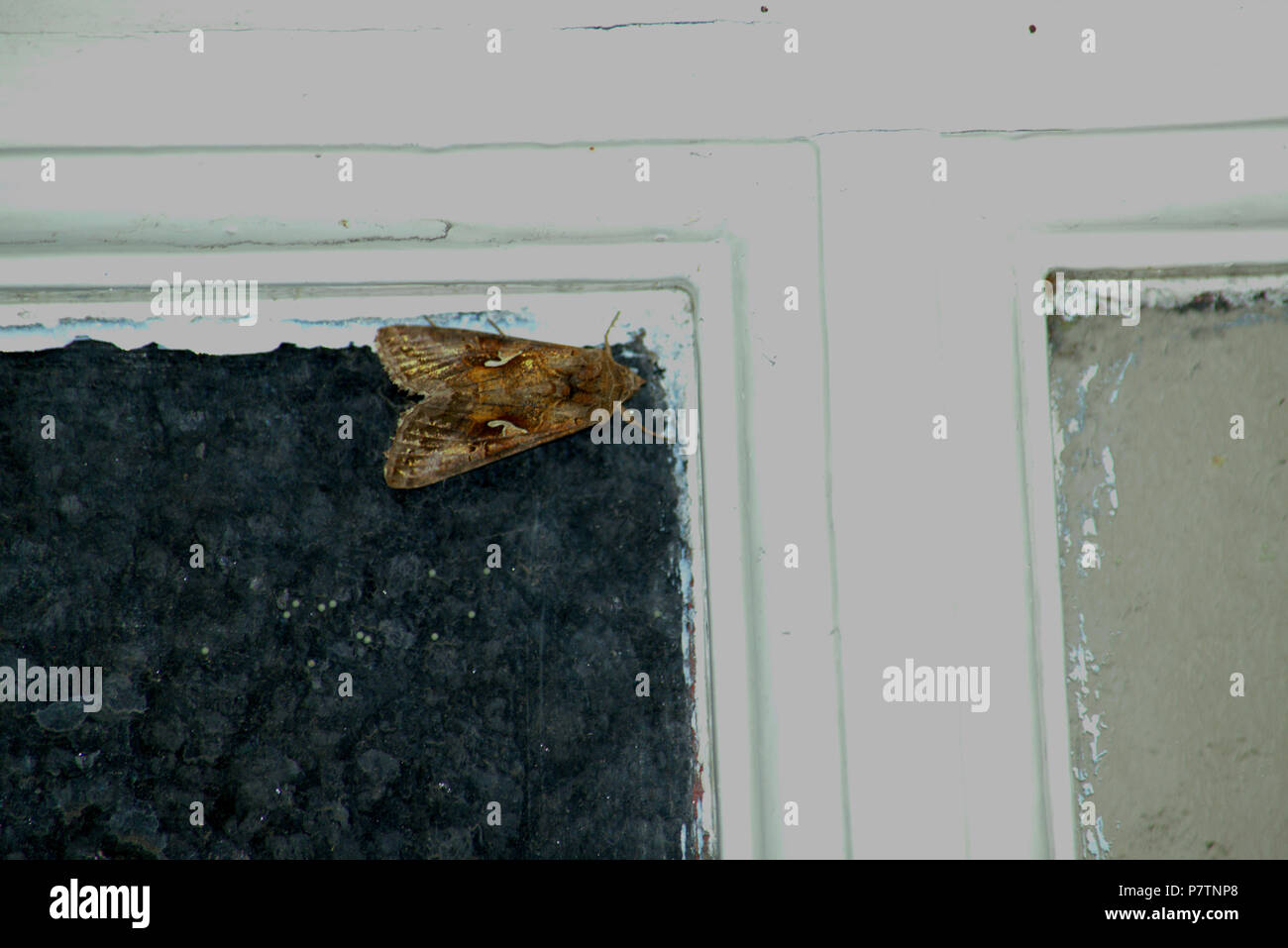 Silver-Y moth, autographa gamma on a window Stock Photo - Alamy