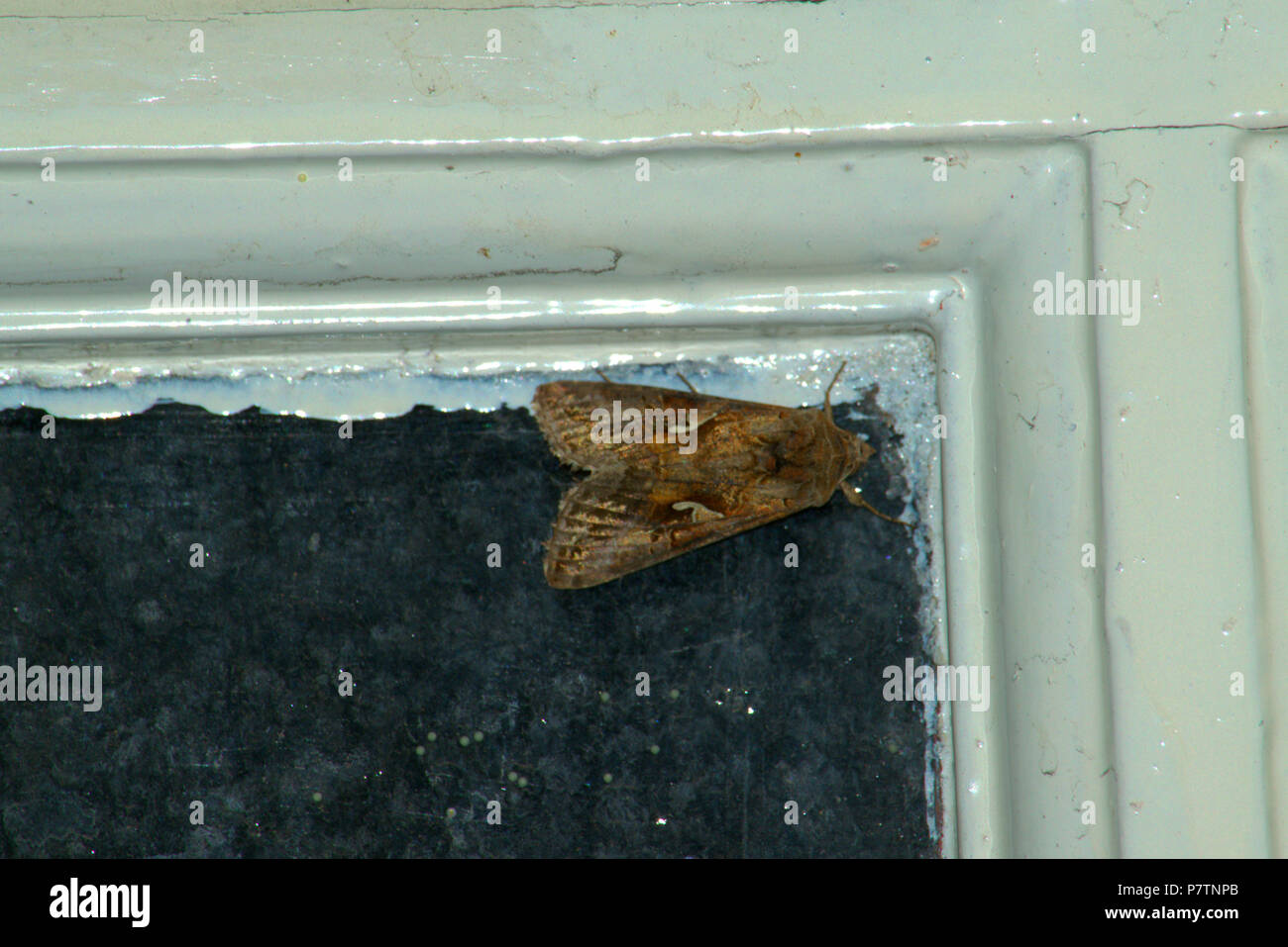 Silver-Y moth, autographa gamma on a window Stock Photo - Alamy
