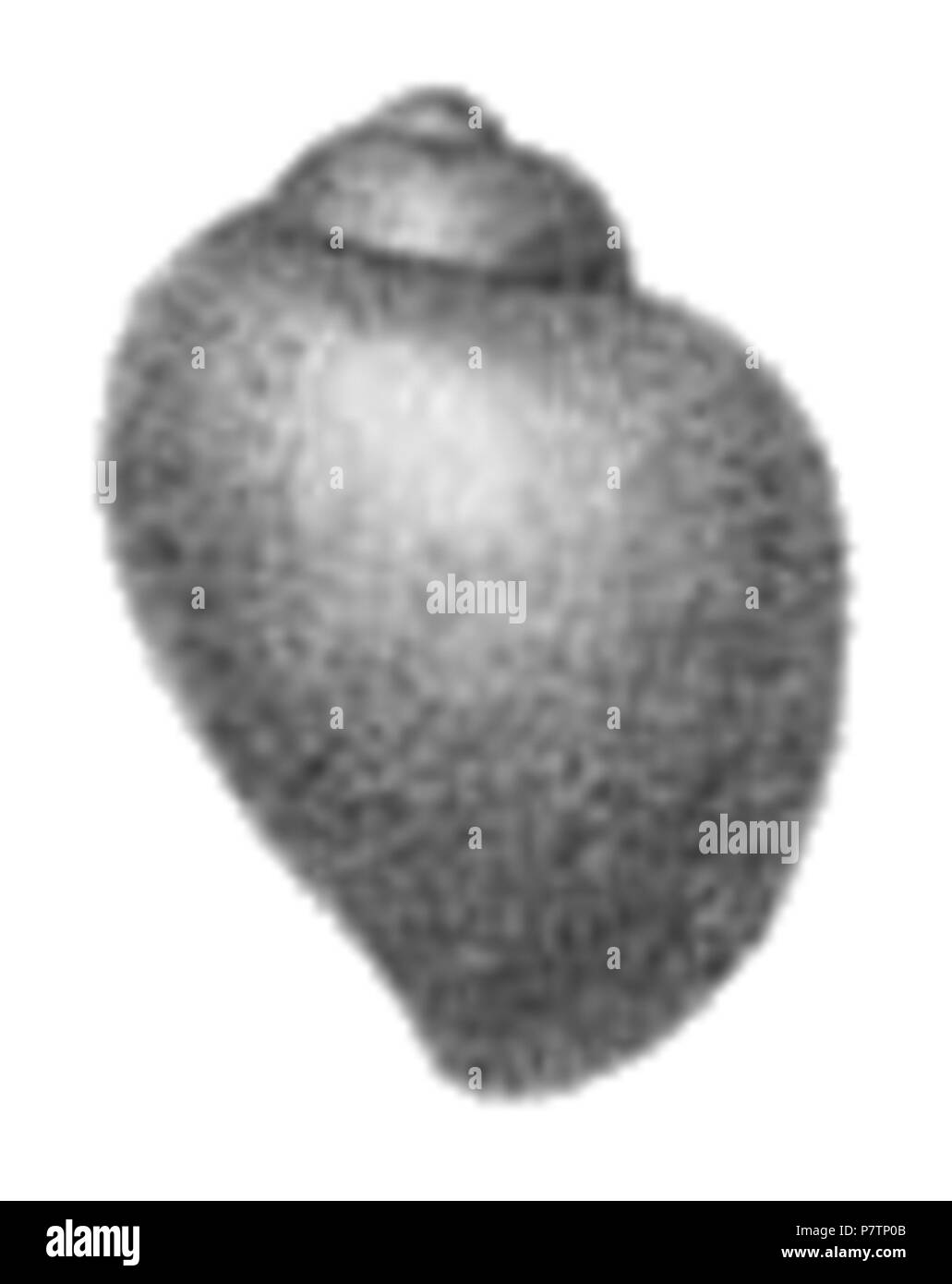 Organisms shell structure Cut Out Stock Images & Pictures - Alamy