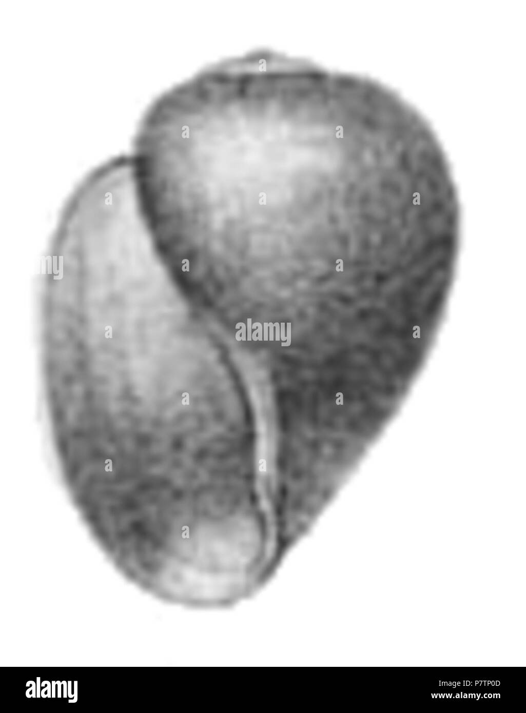 56 Bulinus jousseaumei shell Stock Photo - Alamy