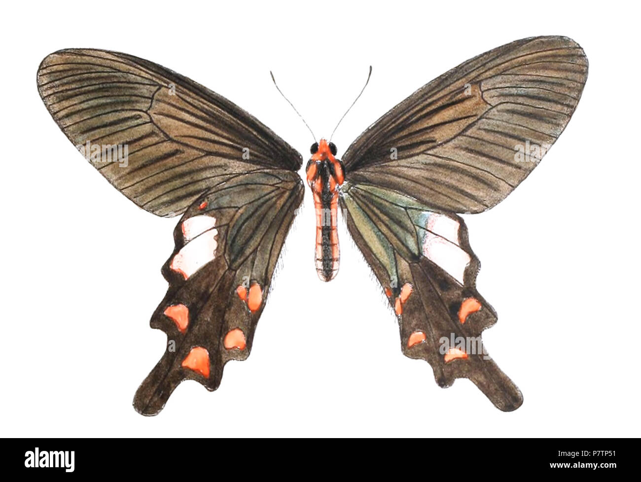 Byasa hi-res stock photography and images - Alamy