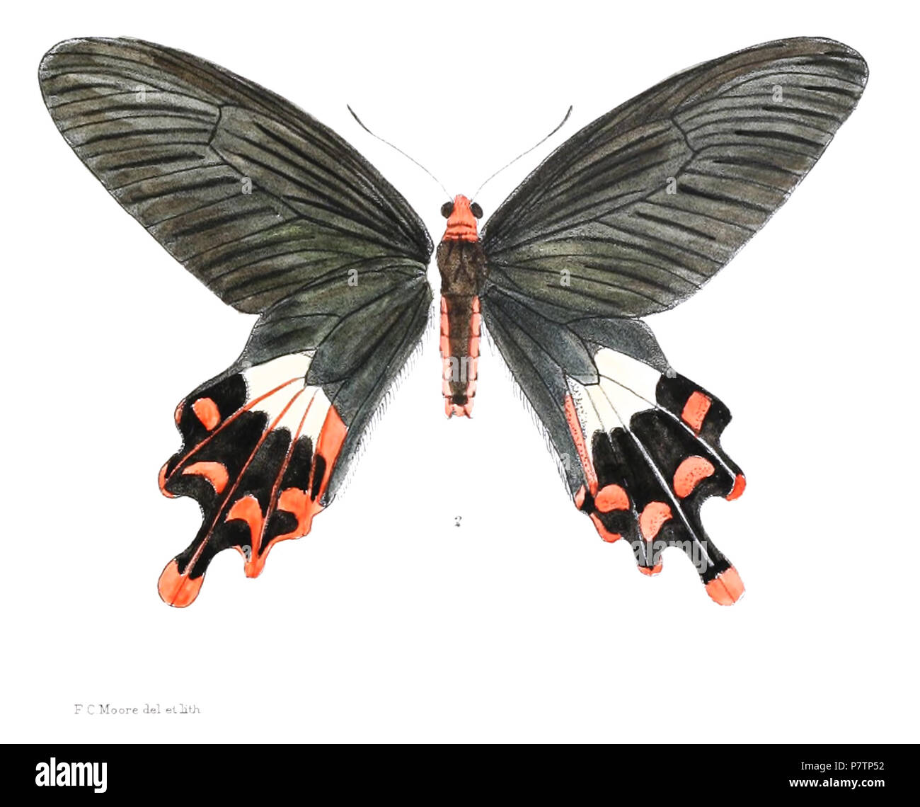 Polla Cut Out Stock Images & Pictures - Alamy