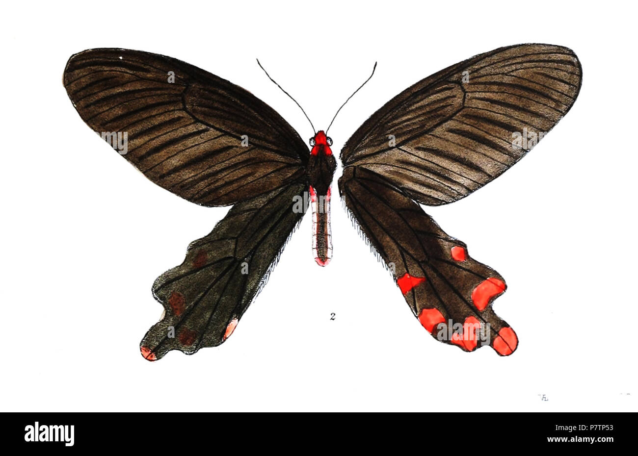 Byasa hi-res stock photography and images - Alamy