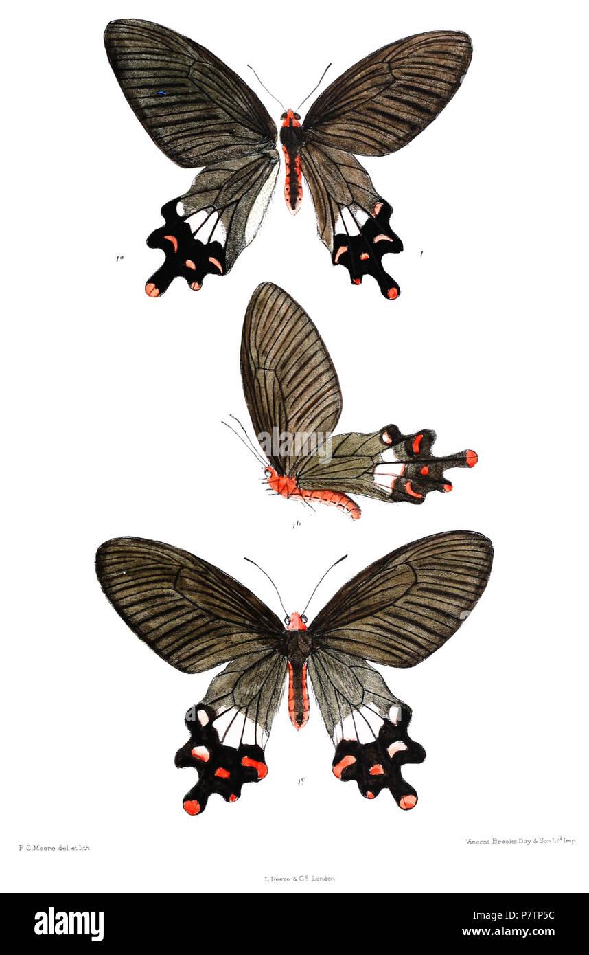 Byasa hi-res stock photography and images - Alamy