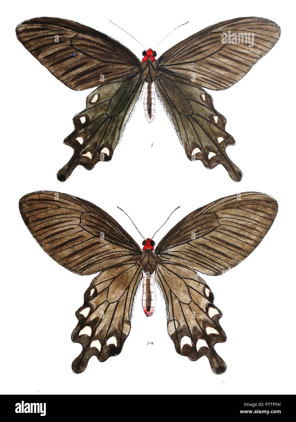 Byasa hi-res stock photography and images - Alamy