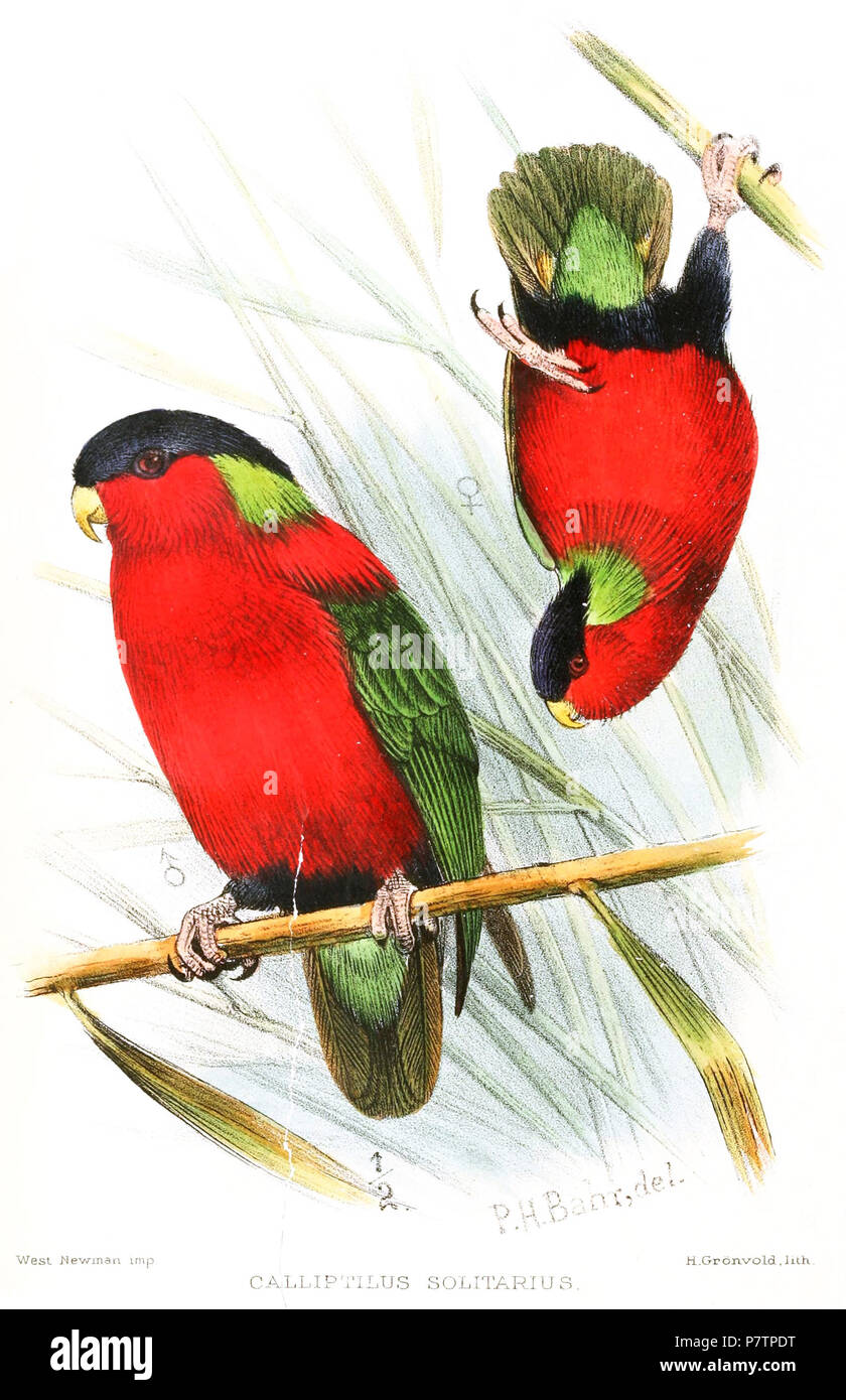 Calliptilus solitarius=Phigys solitarius . 1912 58 ...