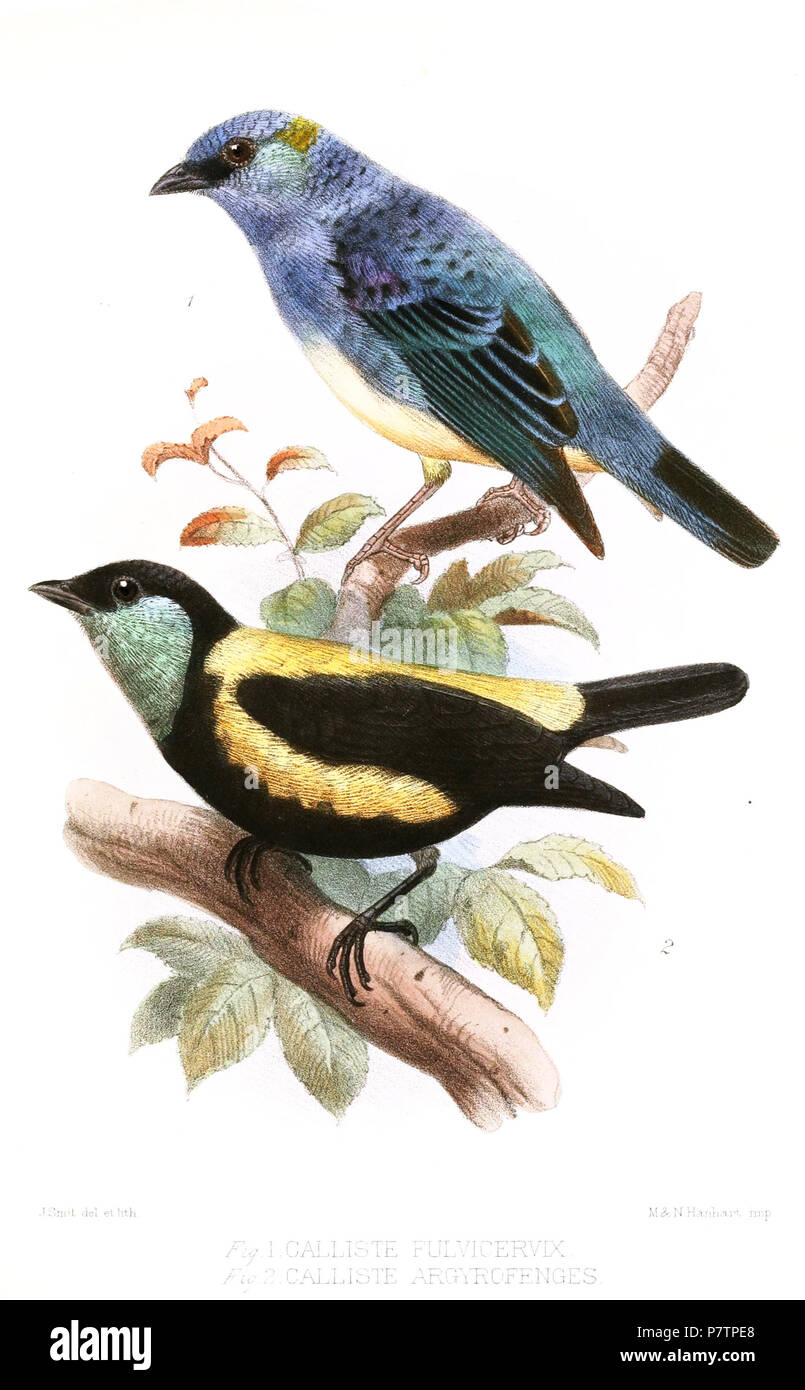 Calliste fulvicervix & Calliste argyrofenges . 1876 58 CallisteSmit ...
