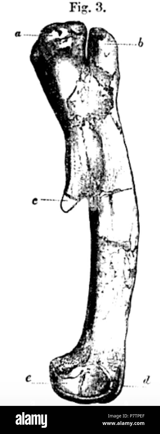 Callovosaurus hi-res stock photography and images - Alamy