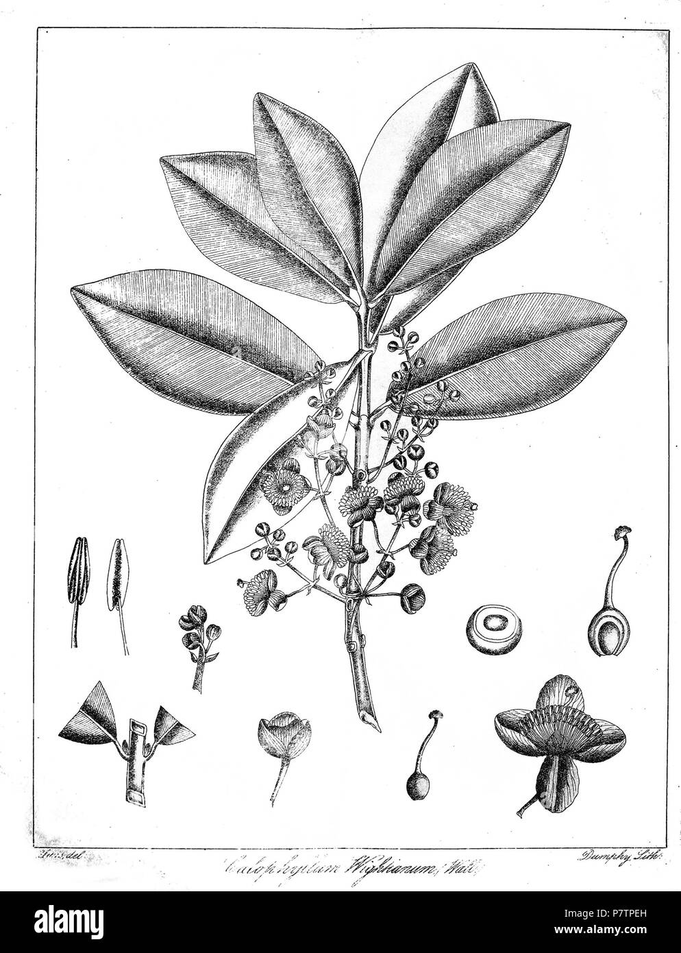 Calophyllum apetalum . 1873 58 Calophyllum apetalum Alwis Stock Photo ...