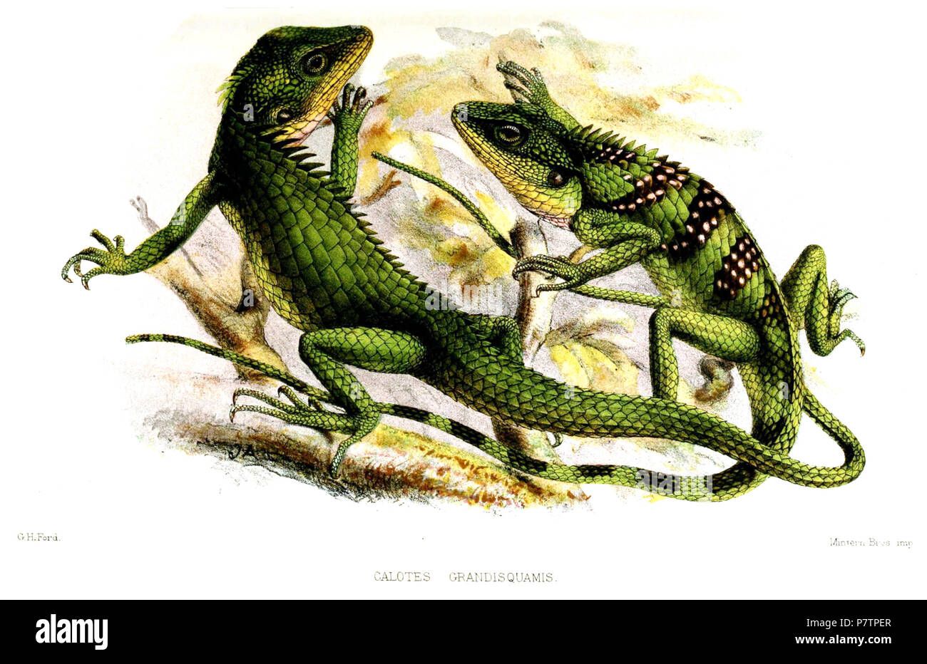 Calotes grandisquamis hi-res stock photography and images - Alamy