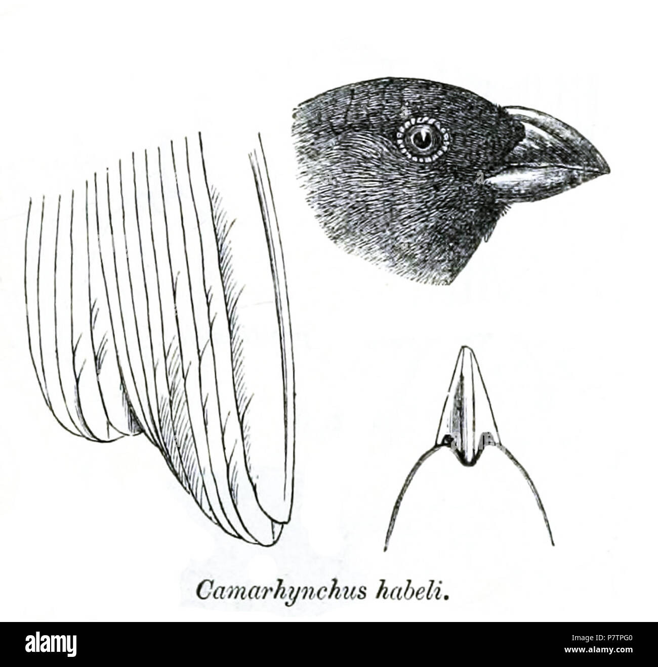 Camarhynchus habeli = Camarhynchus psittacula habeli P.L.Sclater ...