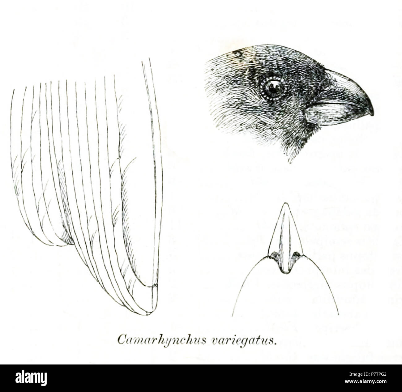 Camarhynchus variegatus = Platyspiza crassirostris (Gould, 1837 ...