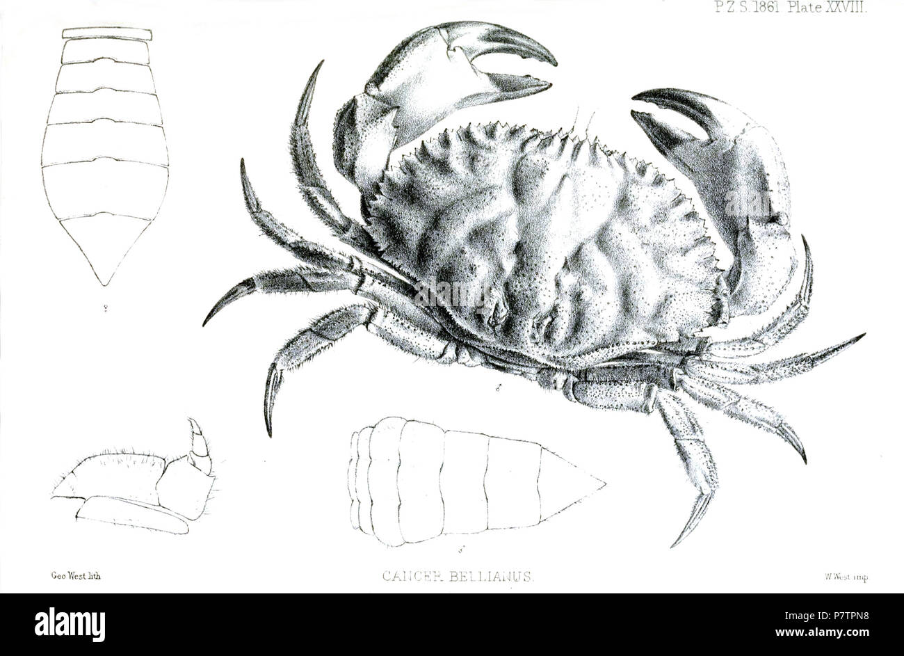 Cancer species Cut Out Stock Images & Pictures - Alamy