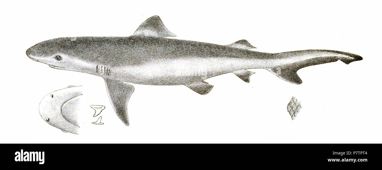 Glyphis gangeticus syn. Carcharias gangeticus The species names ...