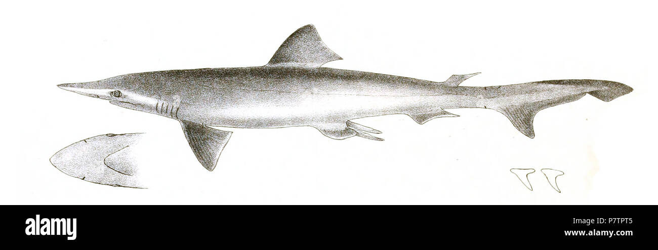 Class Chondrichthyes Scoliodon