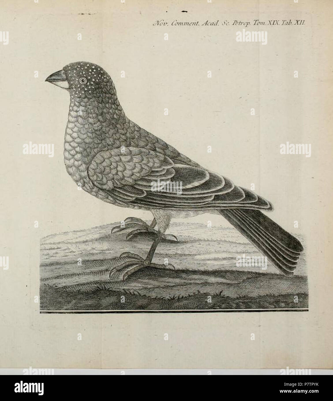 English: First depiction of Great Rosefinch (Carpodacus rubicilla ...