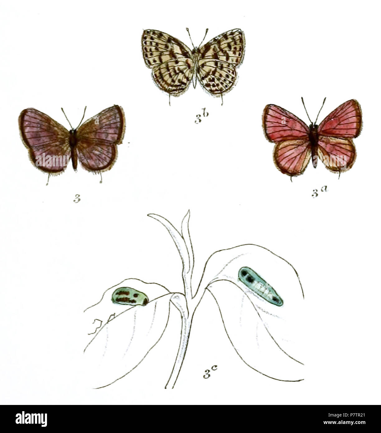 Scientific art history Cut Out Stock Images & Pictures - Alamy