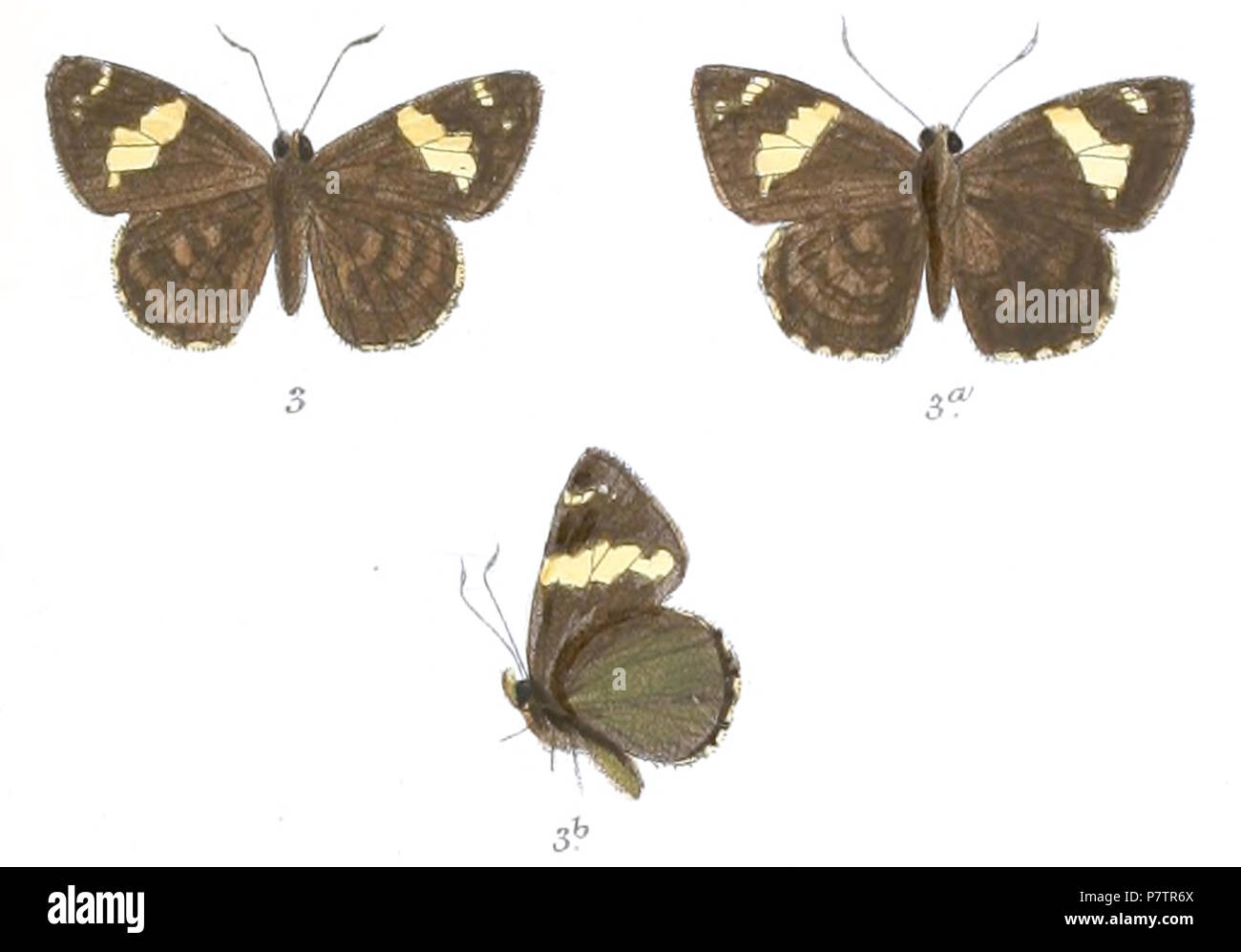 Islands andaman Cut Out Stock Images & Pictures - Alamy