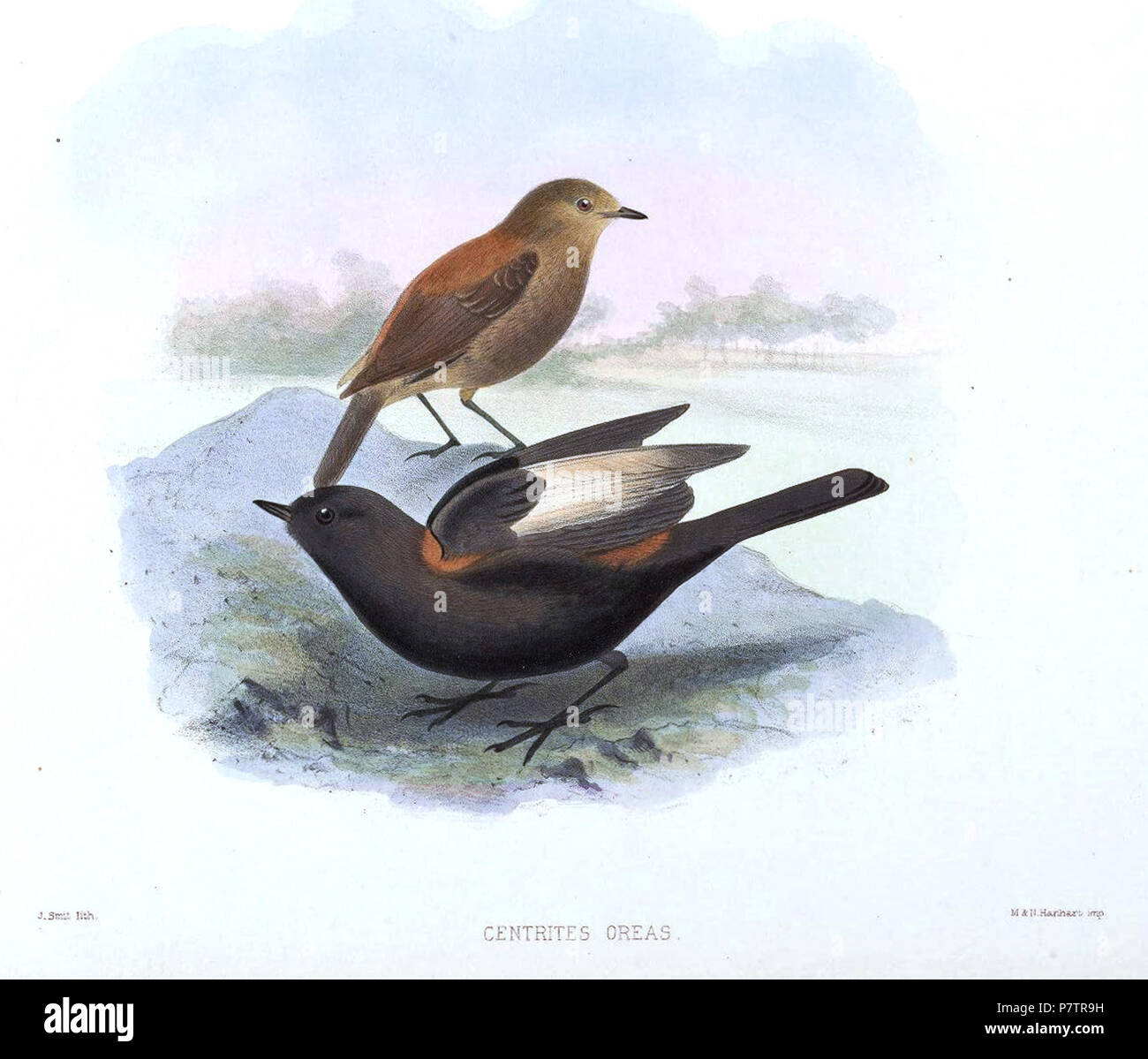 Lessonia hi-res stock photography and images - Alamy