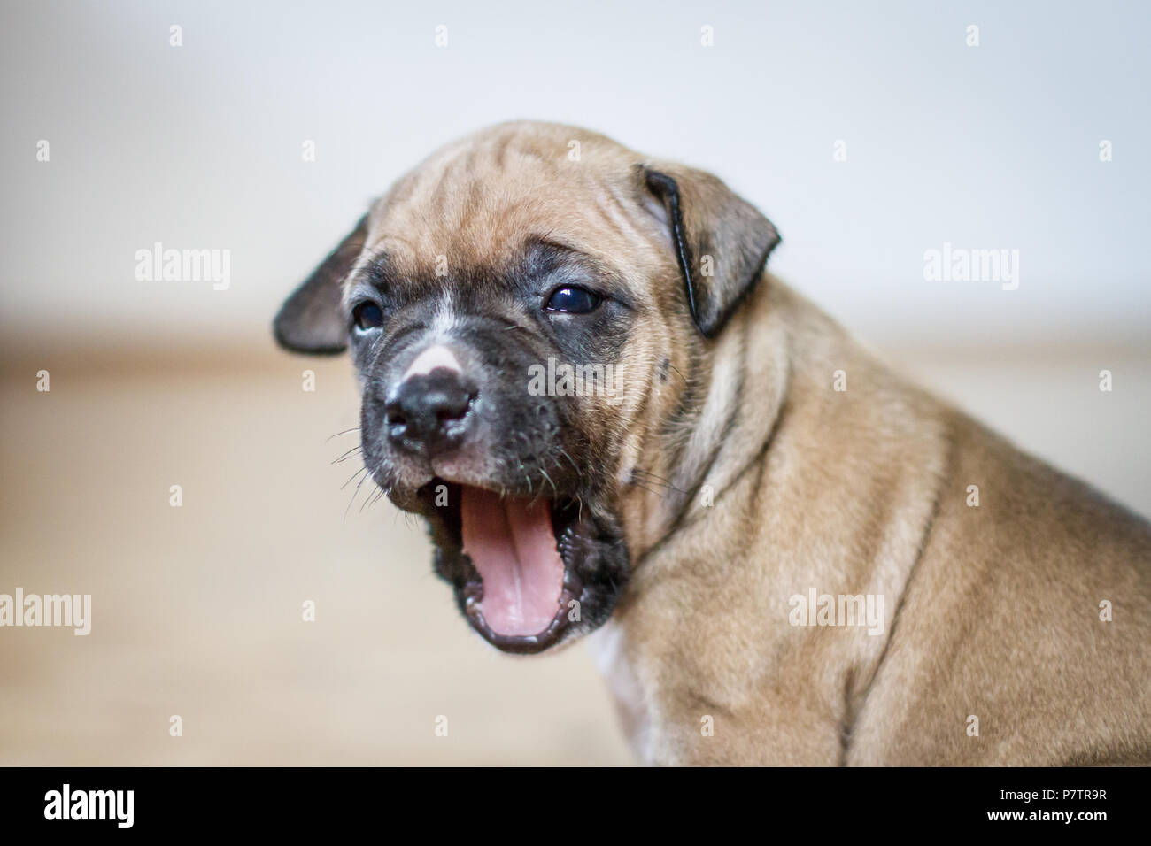 Tired pit bull hi-res stock photography and images - Alamy