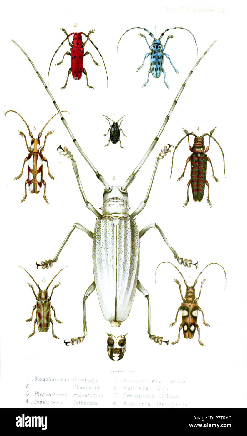 Batocera una hi-res stock photography and images - Alamy